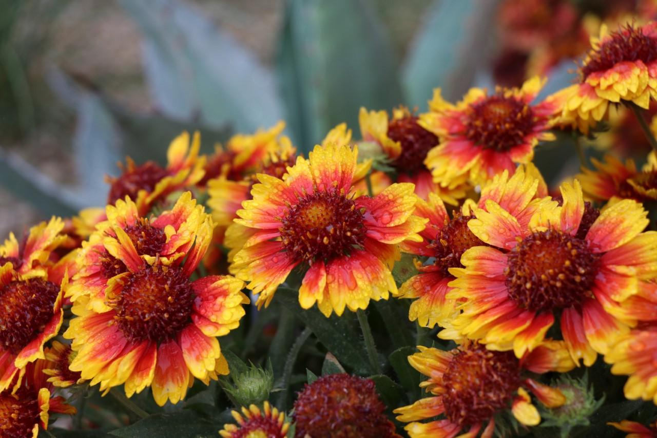 Waterwise Landscape - Lubbocks Home and Family Magazine